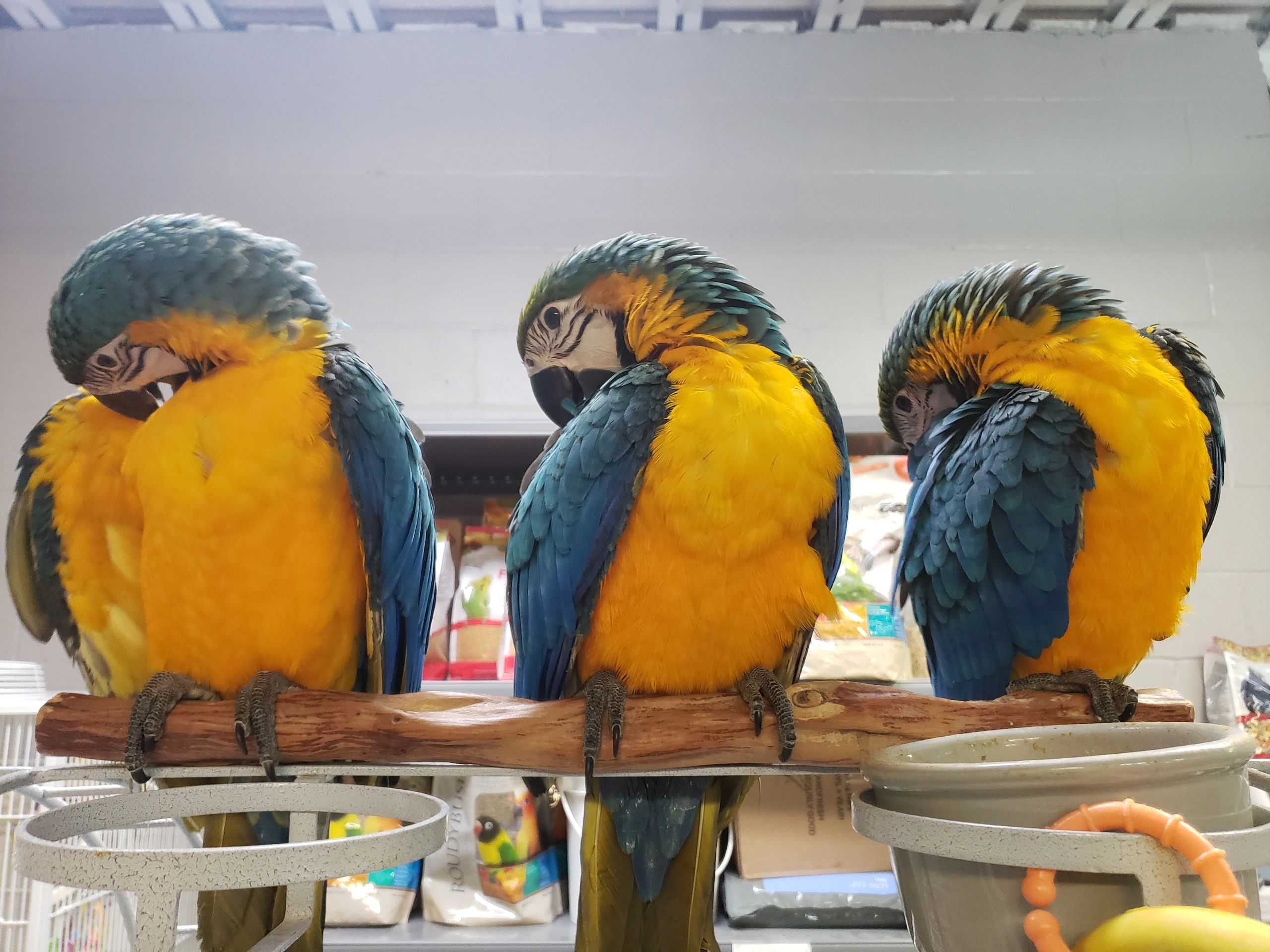 The Bird Loft - Pet Birds - Amherst, Ohio