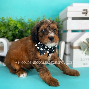 Available Puppies