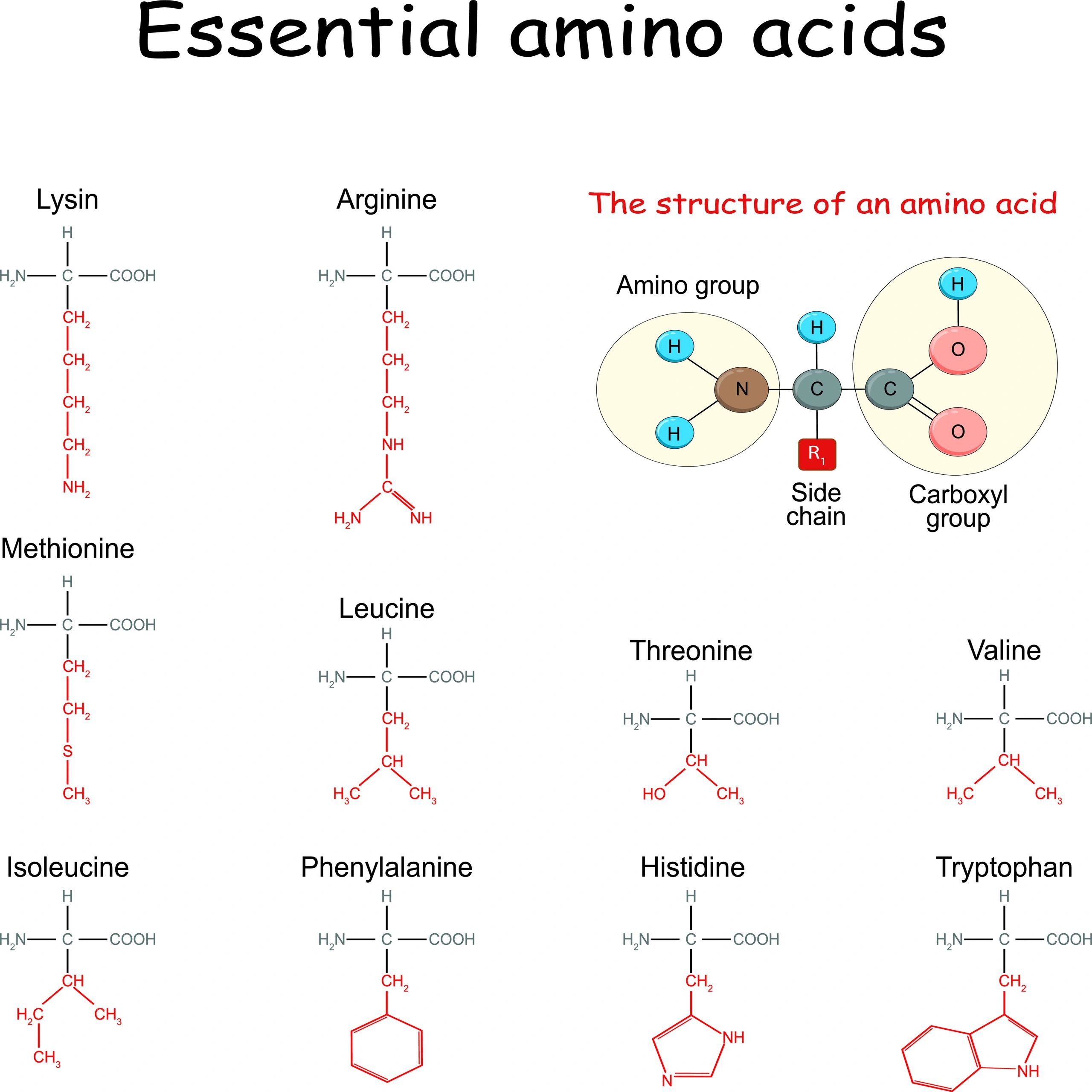 Essential Amino Acids Chart