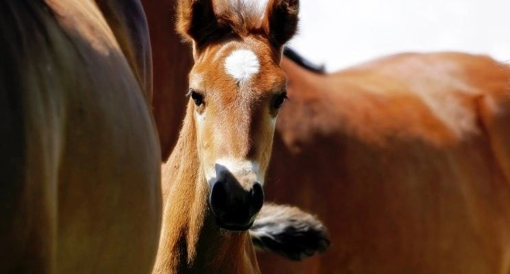 Equine White Muscle Disease - Selenium deficiency killing foals!