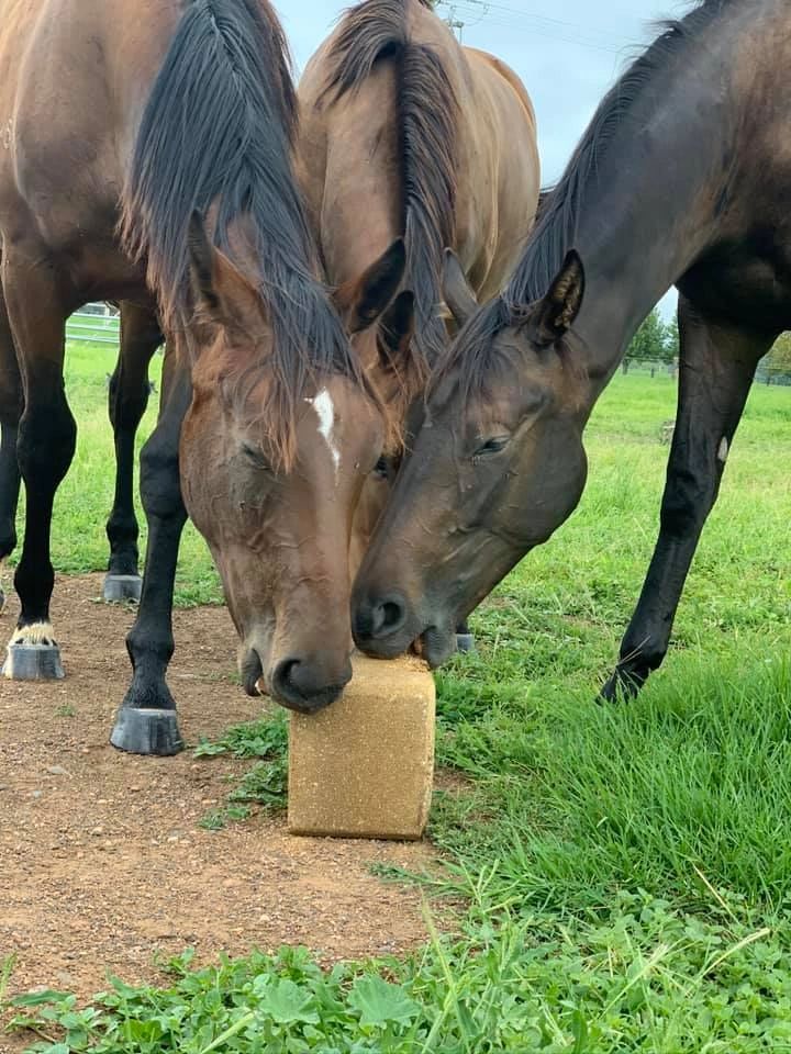 How essential is salt in your horse's diet? Very! ... Part 2