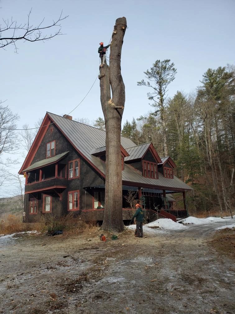 Fellers Tree Removal