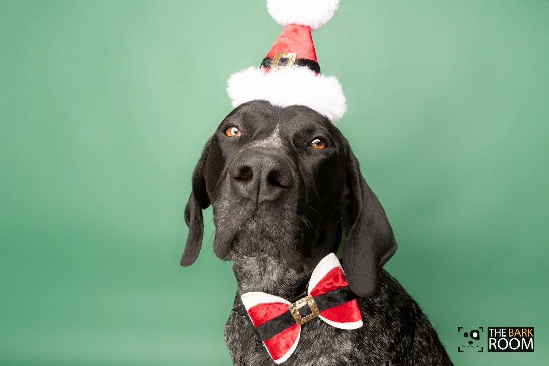 Field Dayz Doggy Daycare