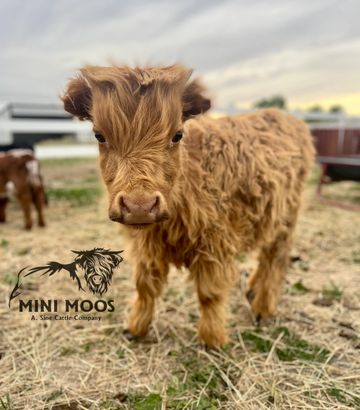 Mini Moos For Sale