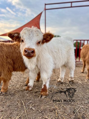 Mini Moos For Sale