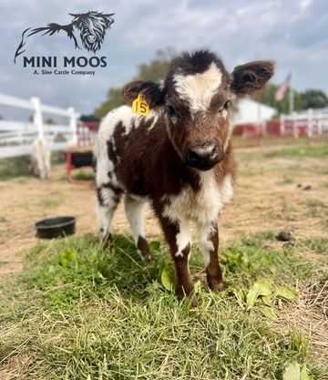 Mini Moos For Sale