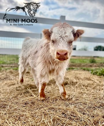 Mini Moos For Sale