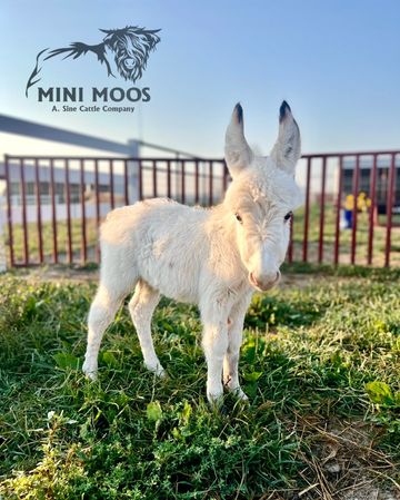 Mini Moos For Sale
