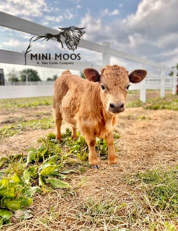 Mini Moos For Sale