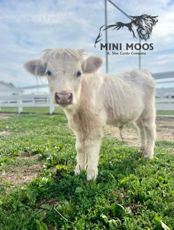 Mini Moos For Sale