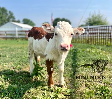 Mini Moos For Sale