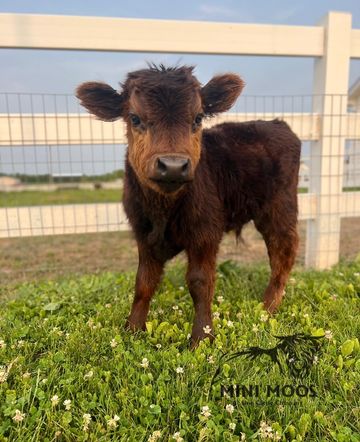 Mini Moos For Sale