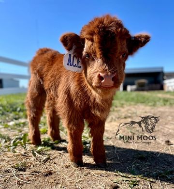 Mini Moos For Sale
