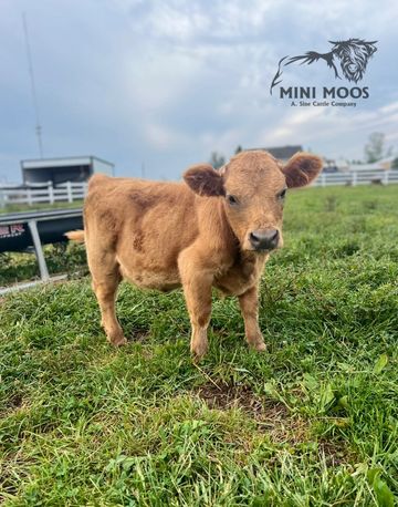 Mini Moos For Sale