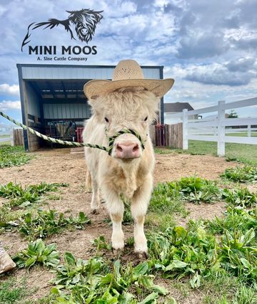 Mini Moos For Sale