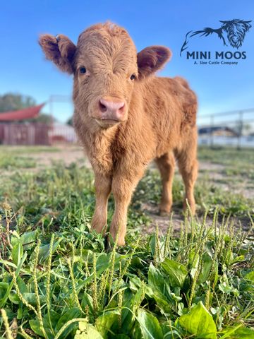 Mini Moos For Sale