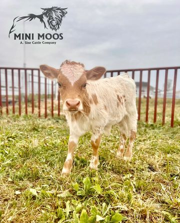 Mini Moos For Sale