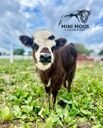 Mini Moos For Sale