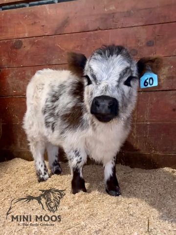 Mini Moos For Sale