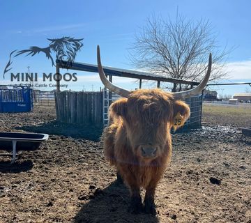 Mini Moos For Sale