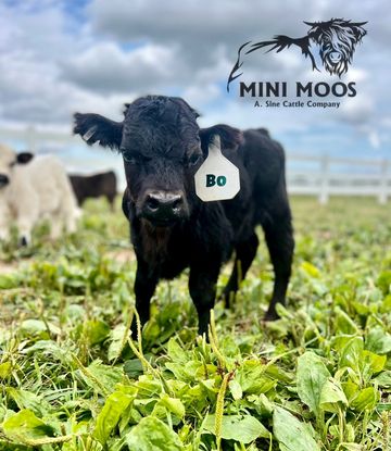 Mini Moos For Sale