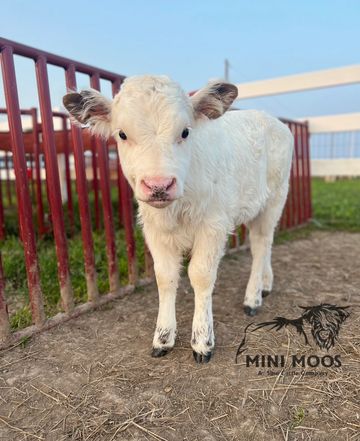 Mini Moos For Sale