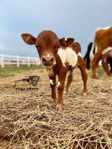 Mini Moos For Sale