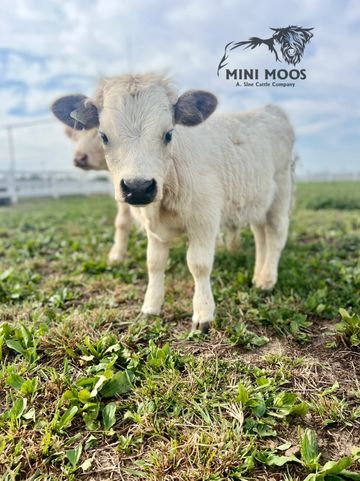 Mini Moos For Sale