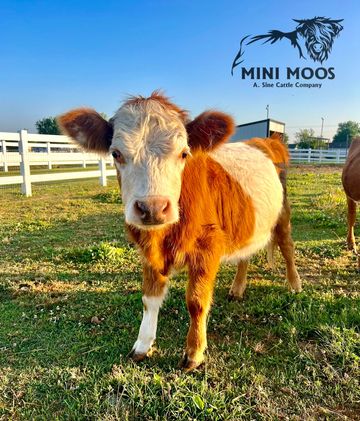 Mini Moos For Sale