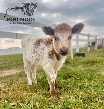 Mini Moos For Sale