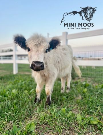 Mini Moos For Sale