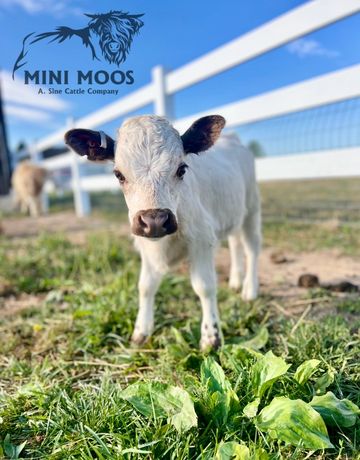 Mini Moos For Sale