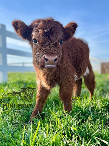 Mini Moos For Sale