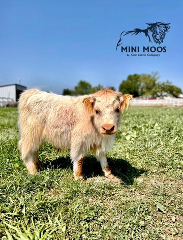 Mini Moos For Sale