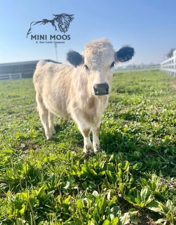 Mini Moos For Sale