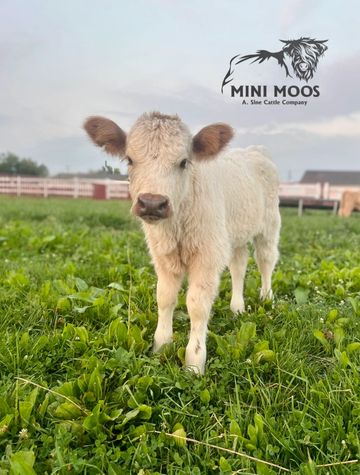 Mini Moos For Sale