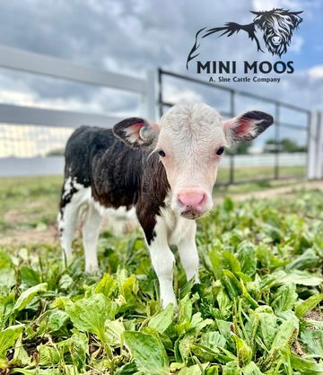 Mini Moos For Sale