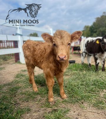 Mini Moos For Sale
