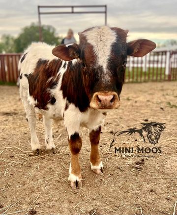 Mini Moos For Sale