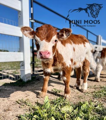 Mini Moos For Sale