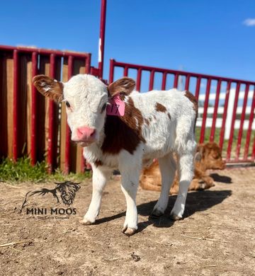 Mini Moos For Sale