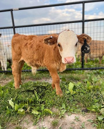 Mini Moos For Sale