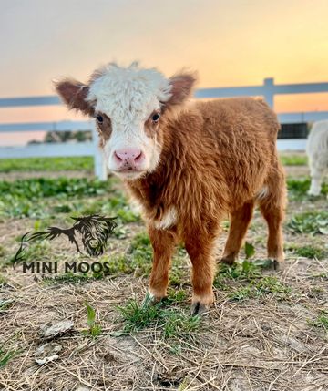 Mini Moos For Sale