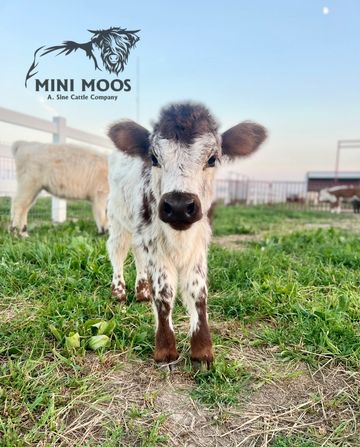 Mini Moos For Sale