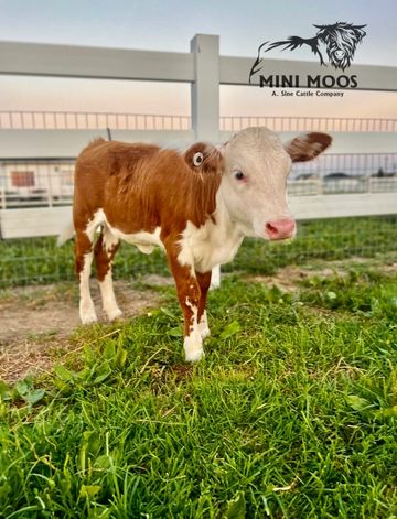 Mini Moos For Sale