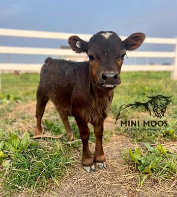Mini Moos For Sale