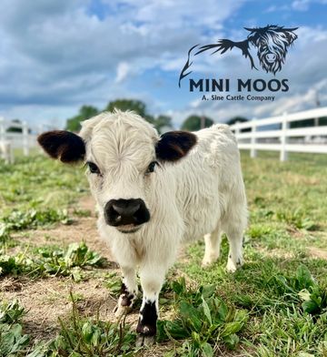 Mini Moos For Sale