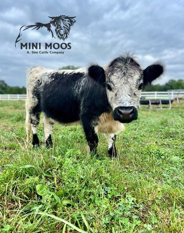 Mini Moos For Sale