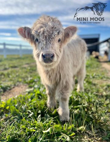 Mini Moos For Sale