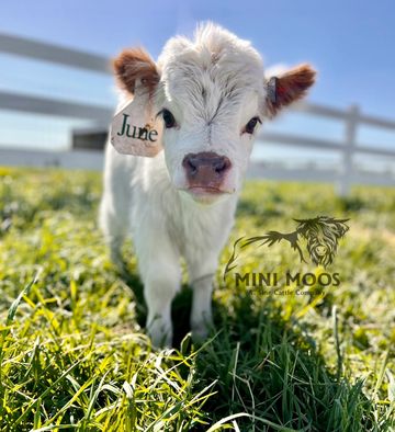 Mini Moos For Sale